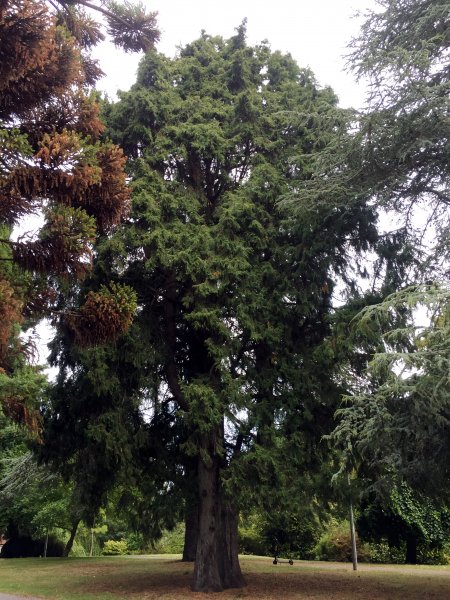 The New Zealand Tree Register