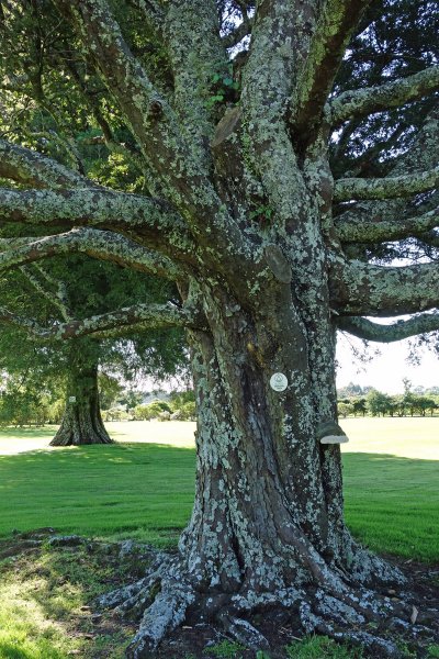 The New Zealand Tree Register
