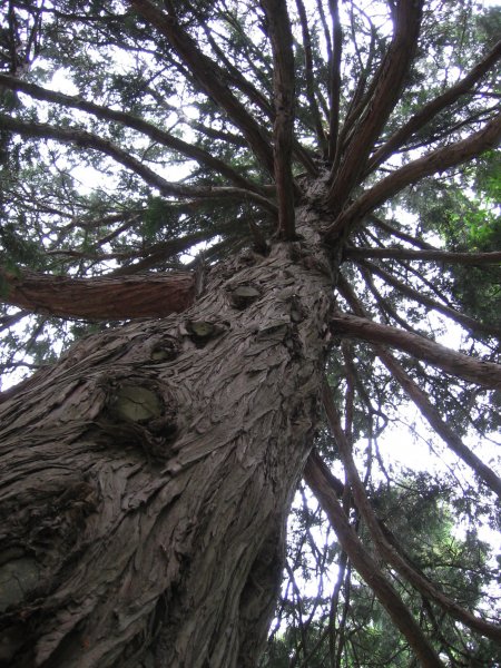 The New Zealand Tree Register