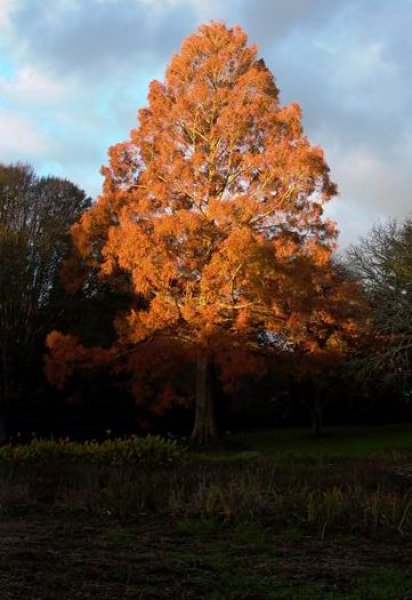 The New Zealand Tree Register
