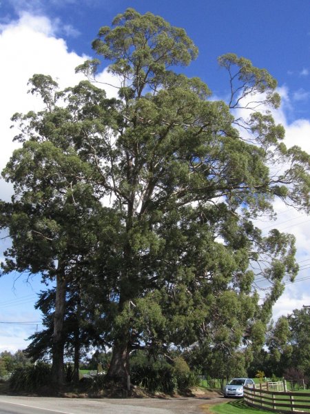 The New Zealand Tree Register